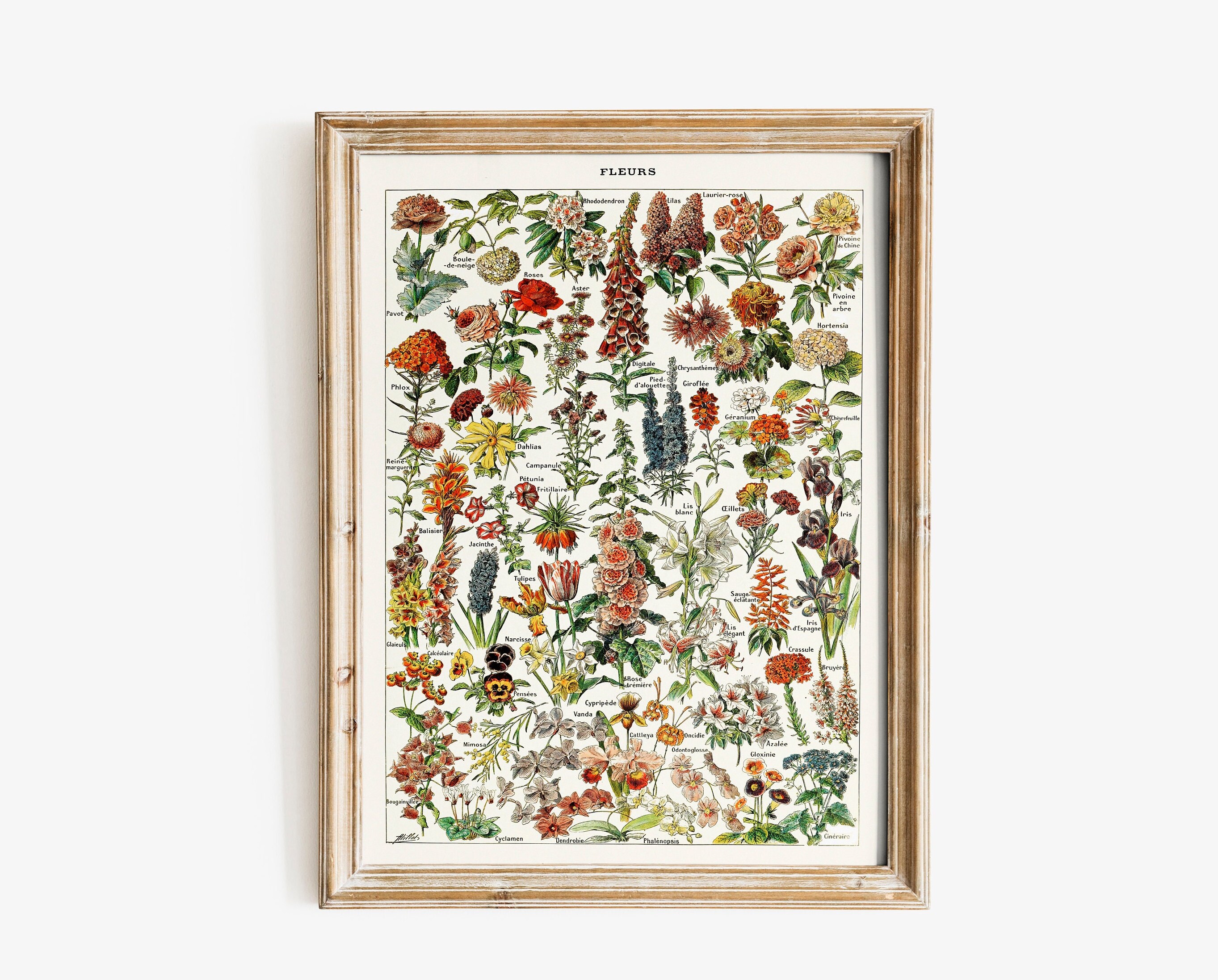 Printable Flower Poster, Botanical Wall Art, Digital Download ...