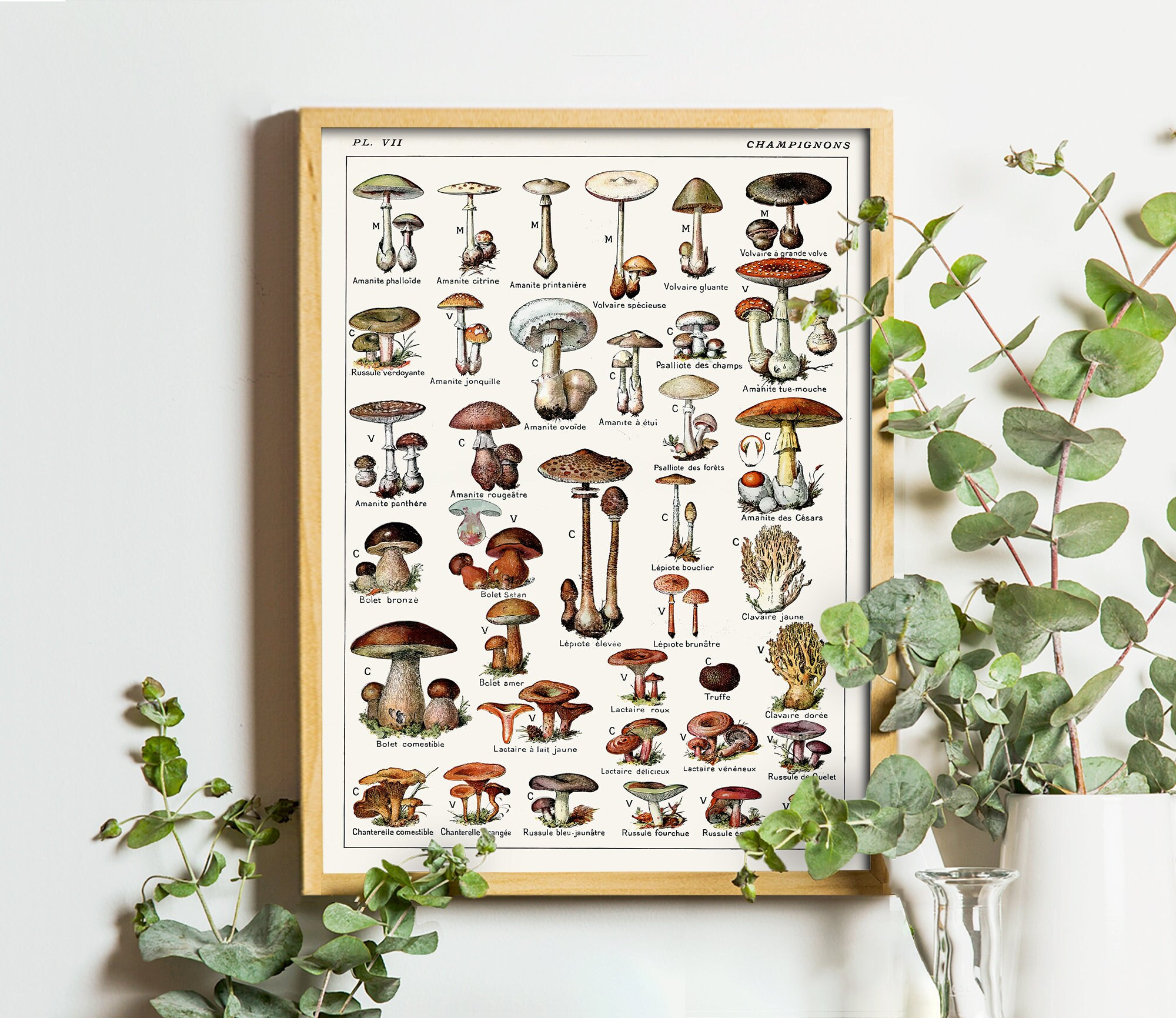 Printable Mushroom Poster Vintage Mushroom Art Print Mushroom Wall ...