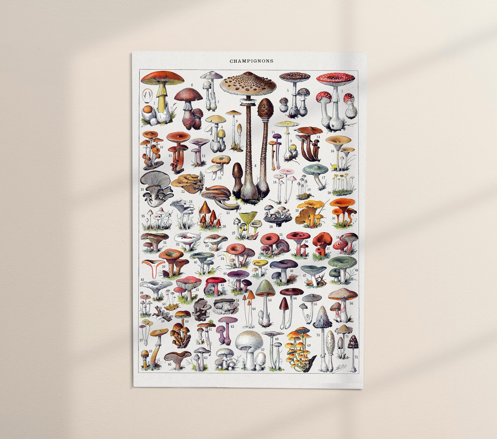 Vintage Mushroom Poster Printable Mushroom Wall Art - Etsy