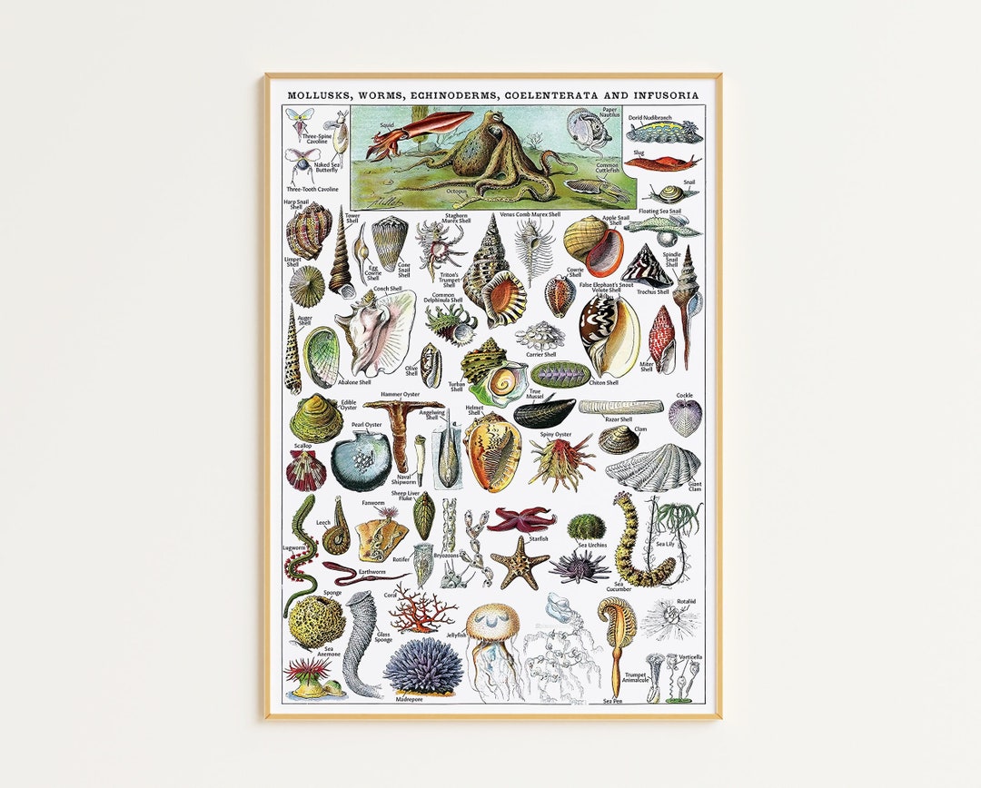 Printable Ocean Marine Life Print | Digital Download | Vintage ...