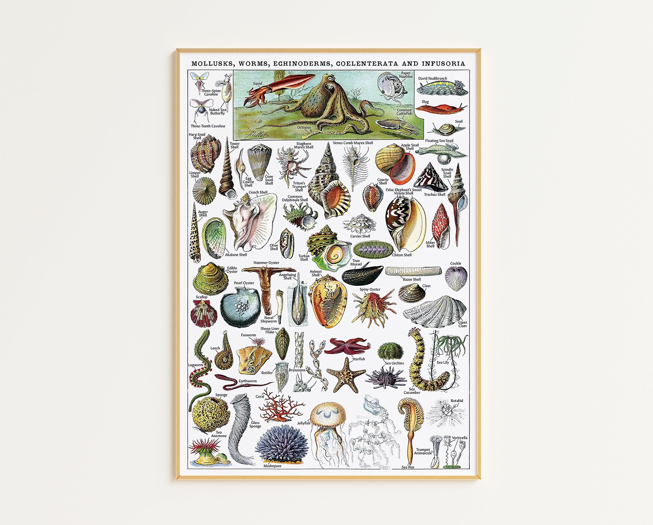 Printable Ocean Marine Life Print | Digital Download | Vintage ...
