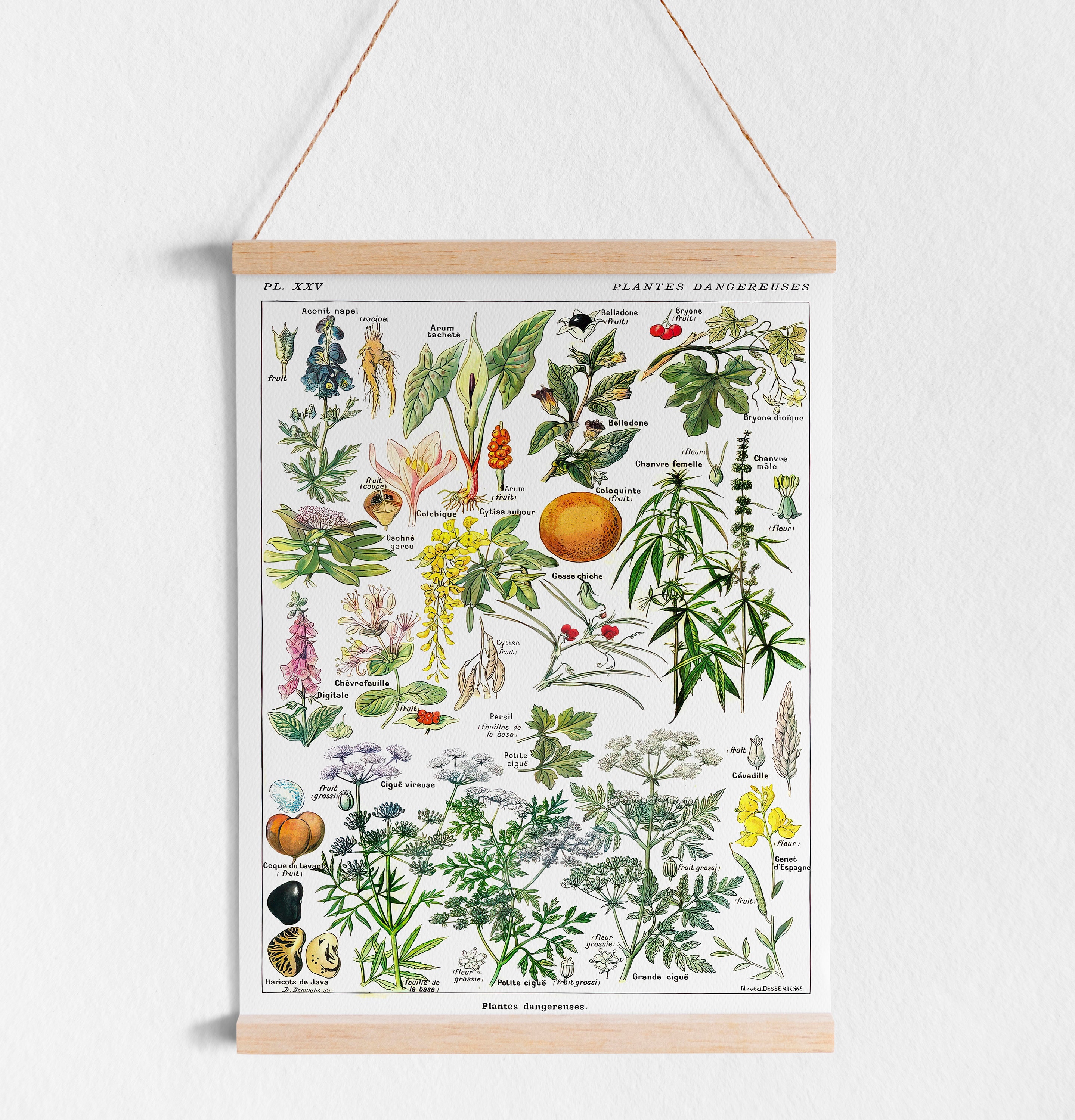 Printable Dangerous Plants Poster | Poisonous Plants Illustration ...