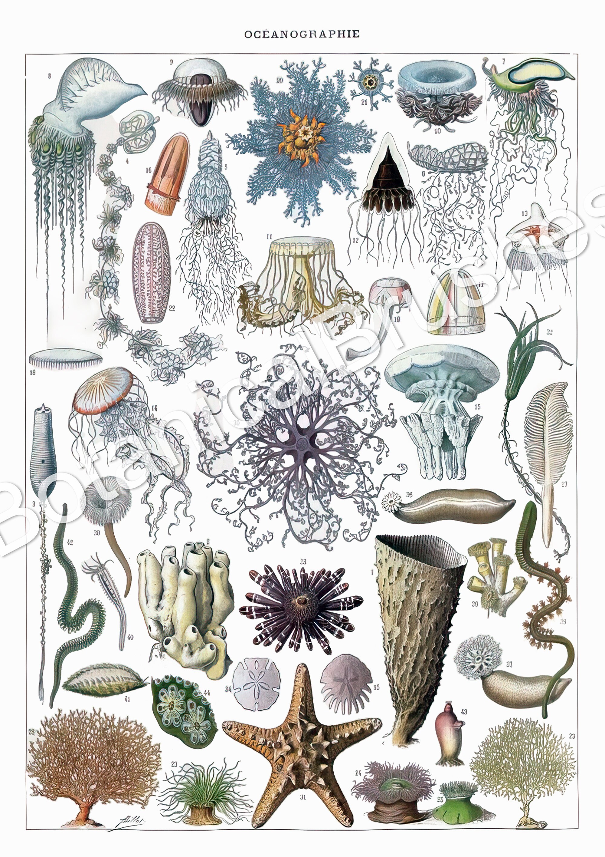 Printable Vintage Sealife Chart Adolphe Millot Poster - Etsy