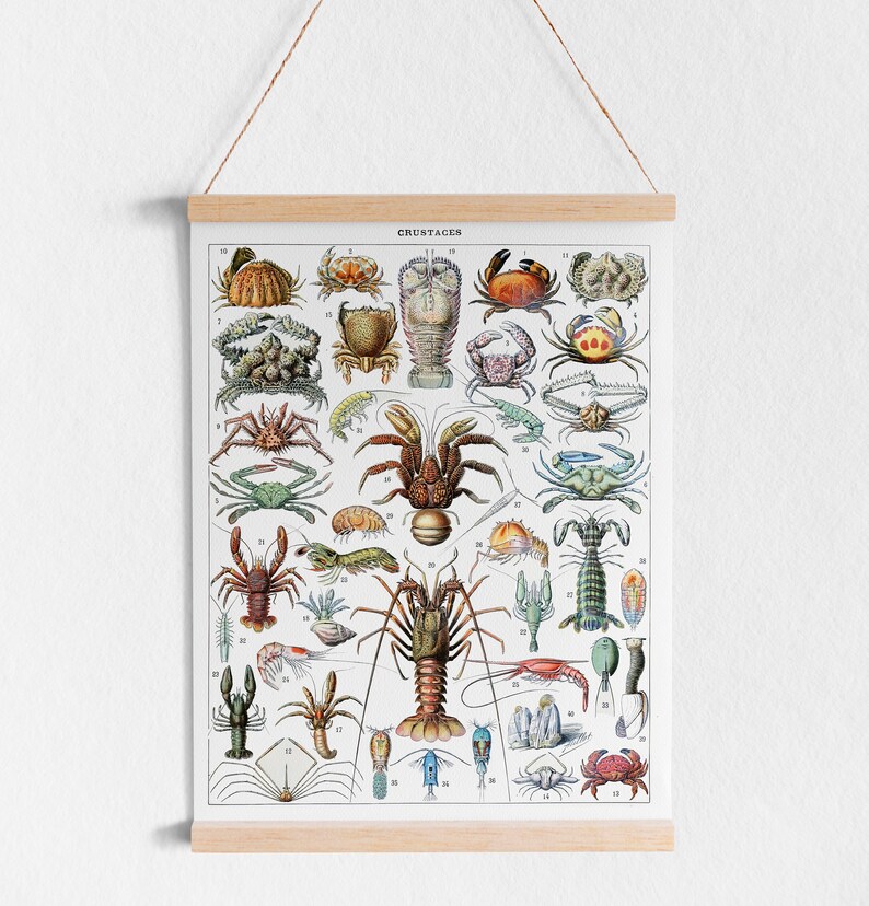 Printable Sealife Art Print | Digital Download | Adolphe Millot Poster ...
