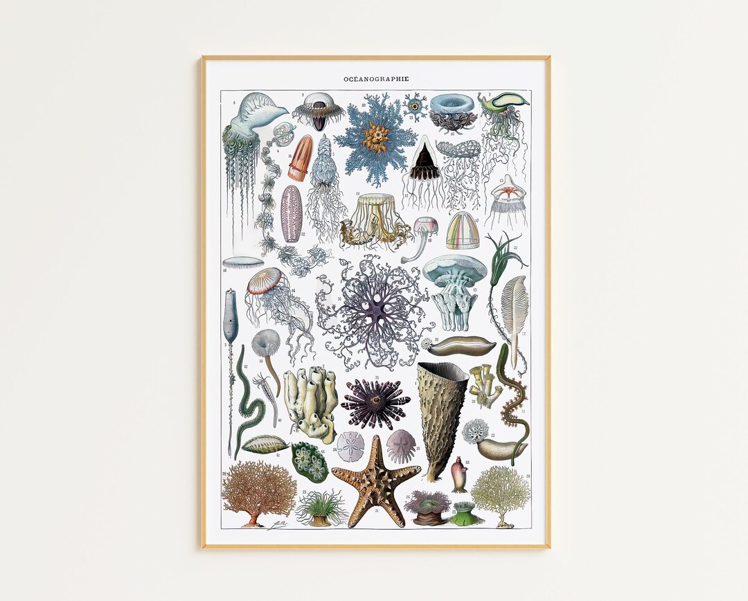 Printable Vintage Sealife Chart | Adolphe Millot Poster | Marine ...