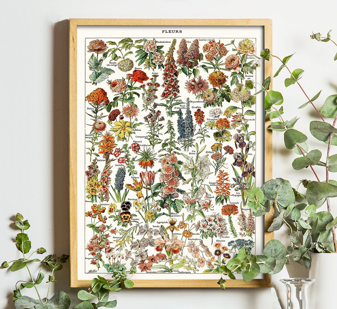 Printable Flower Poster, Botanical Wall Art, Digital Download ...