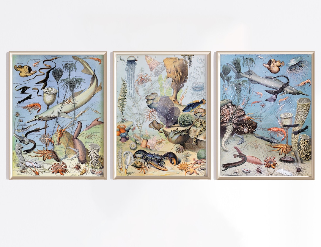 Printable Vintage Sealife Chart | Adolphe Millot Poster | Marine ...