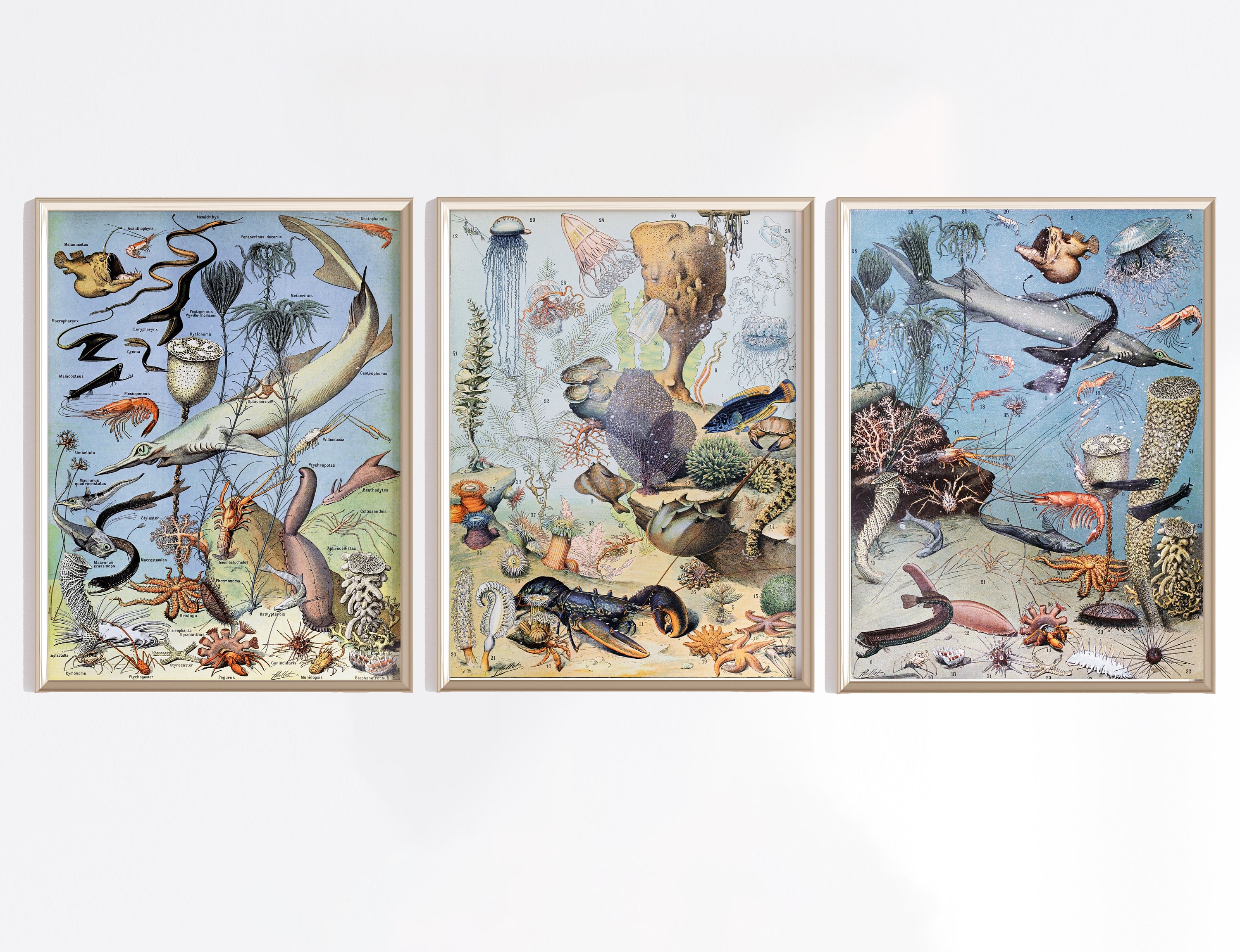 Printable Vintage Sealife Chart | Adolphe Millot Poster | Marine ...