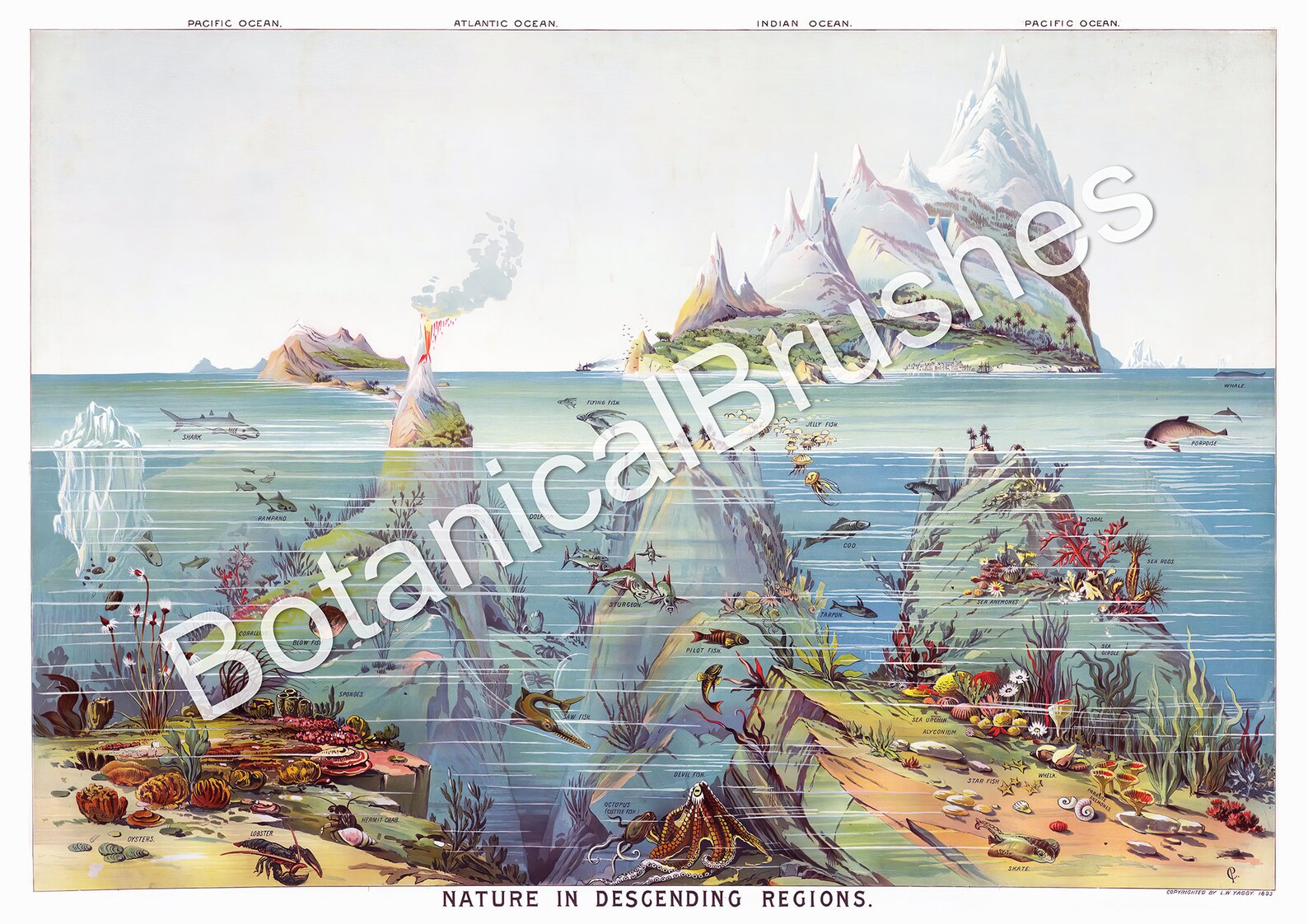 Sea Life Chart Printable Wall Art | Digital Download | Ocean Map Poster ...