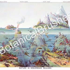 Sea Life Chart Printable Wall Art | Digital Download | Ocean Map Poster ...