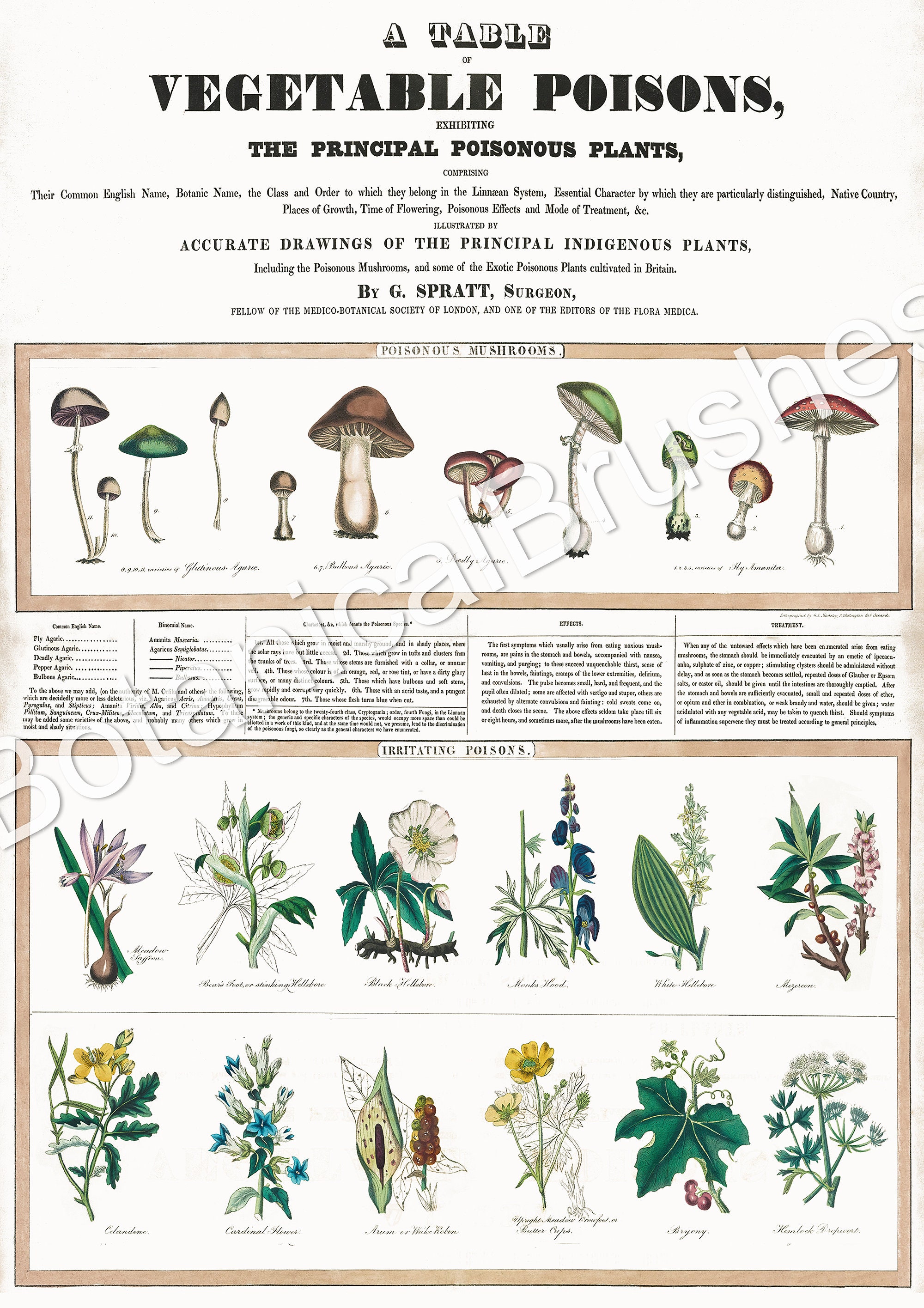 Poisonous Plants Chart Printable Digital Download Mushroom Art Prints ...