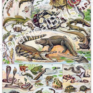 Antique Reptile Poster Printable Art | Digital Download | Adolphe ...