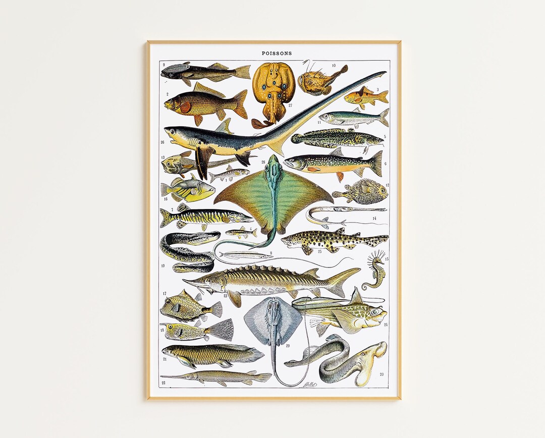 Printable Vintage Sealife Print | Adolphe Millot Poster | Marine ...