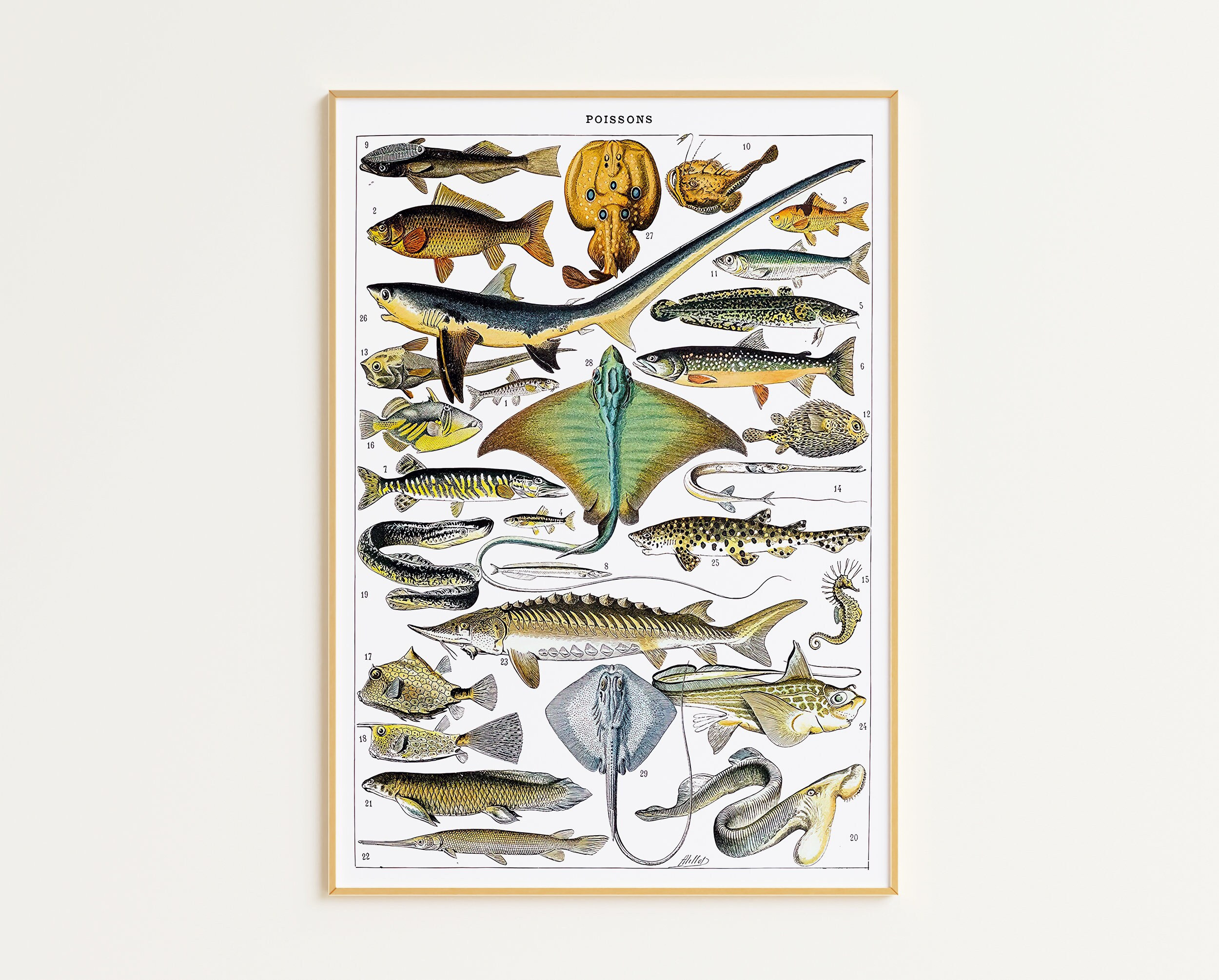 Printable Vintage Sealife Print Adolphe Millot Poster Marine Biology ...