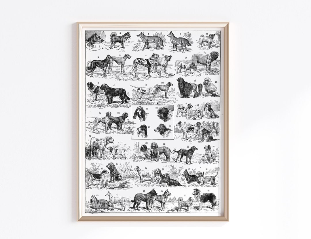 Antique Dog Breeds Printable Poster | Digital Download | Dog Breeds ...