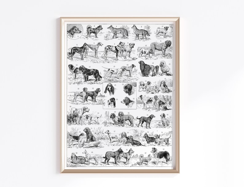 Antique Dog Breeds Printable Poster | Digital Download | Dog Breeds ...