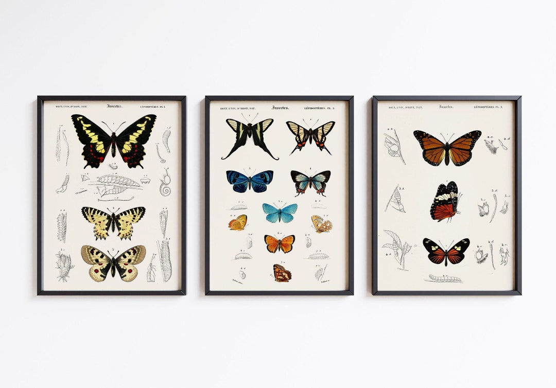 Printable Butterfly Wall Decor, Set of 3 Wall Art, Vintage Butterfly ...