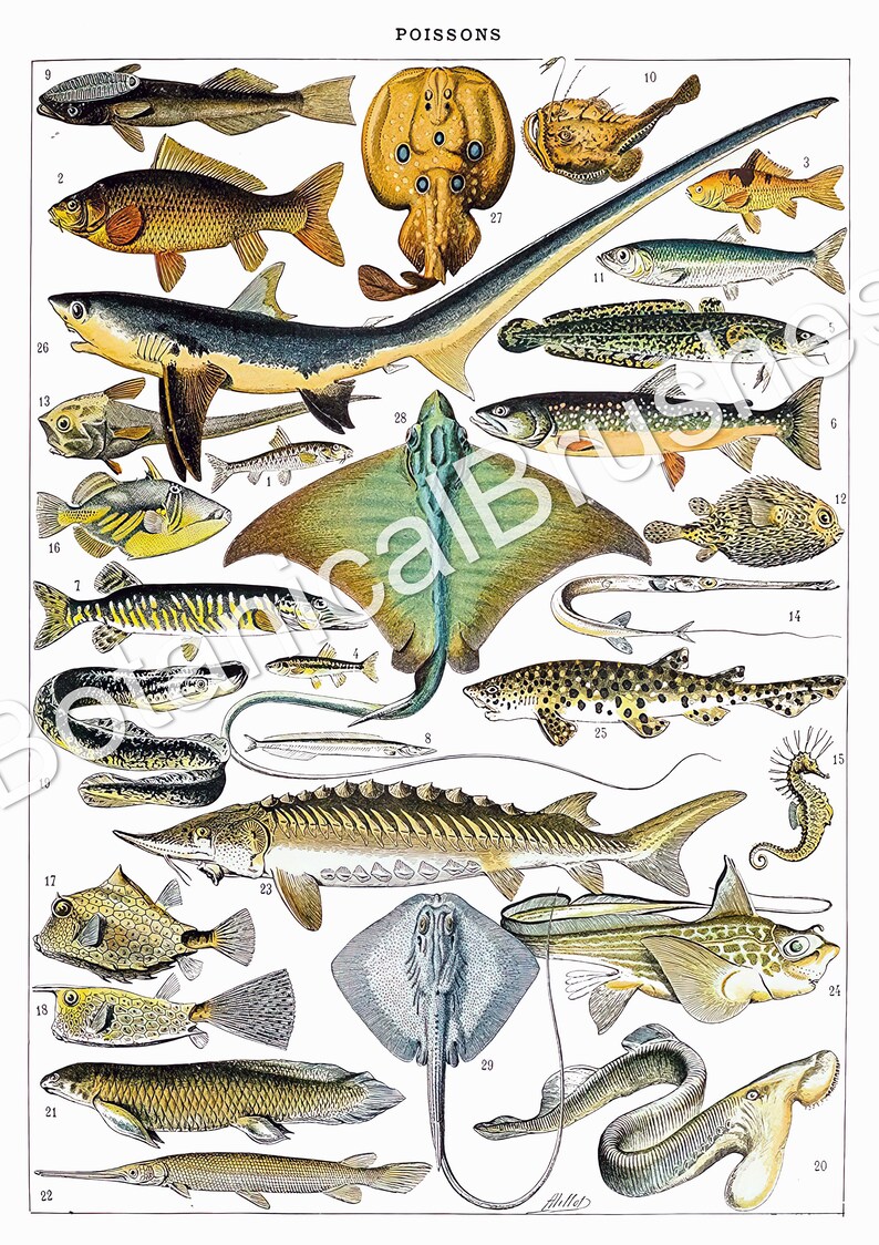 Printable Vintage Sealife Print Adolphe Millot Poster Marine Biology ...