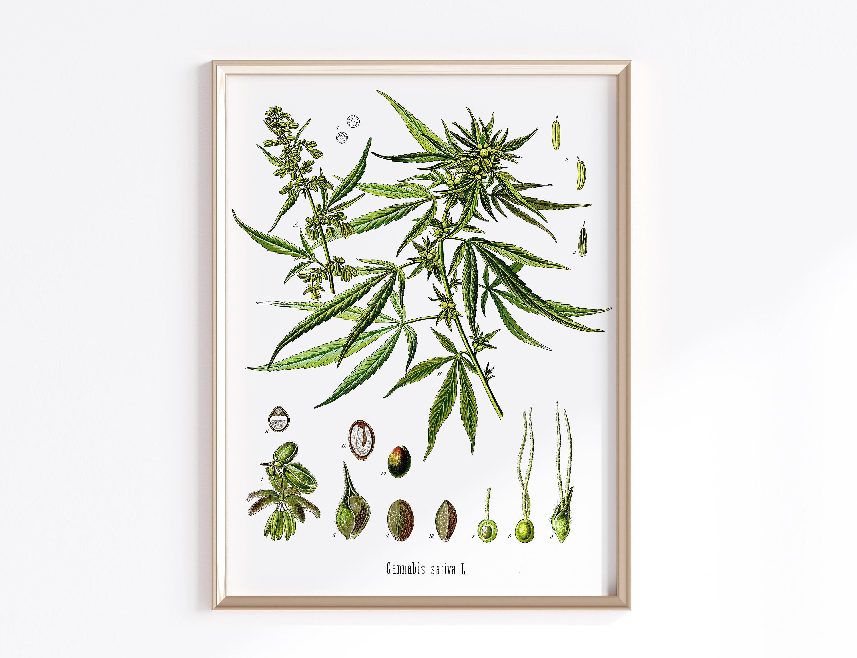 Cannabis Art Printable Digital Download Marijuana Print Botanical Art ...