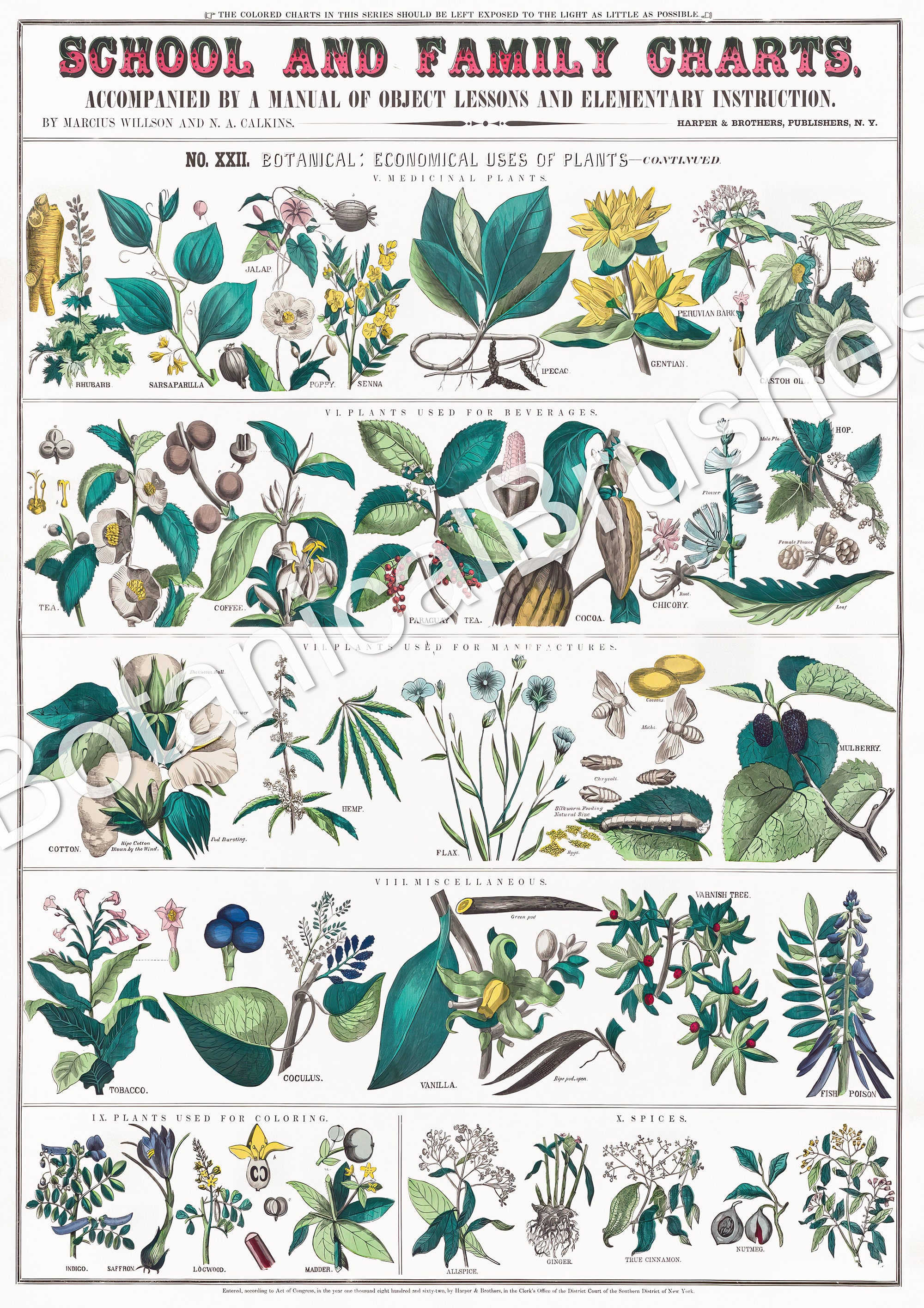 Printable Vintage Botanical Chart Digital Download Educational Posters ...