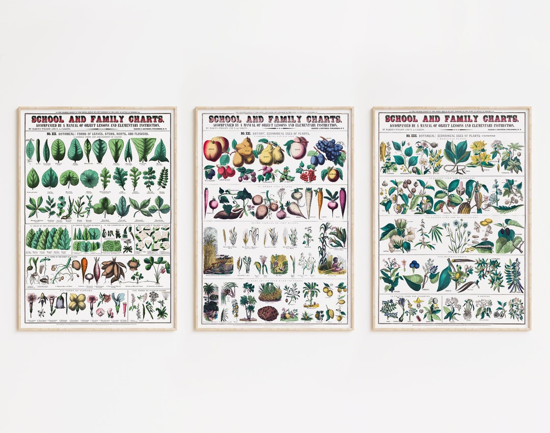 Printable Vintage Botanical Chart Set| Digital Download | Vintage ...