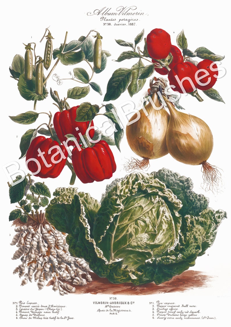 Printable Vegetable Art Digital Download Vegetable Poster - Etsy