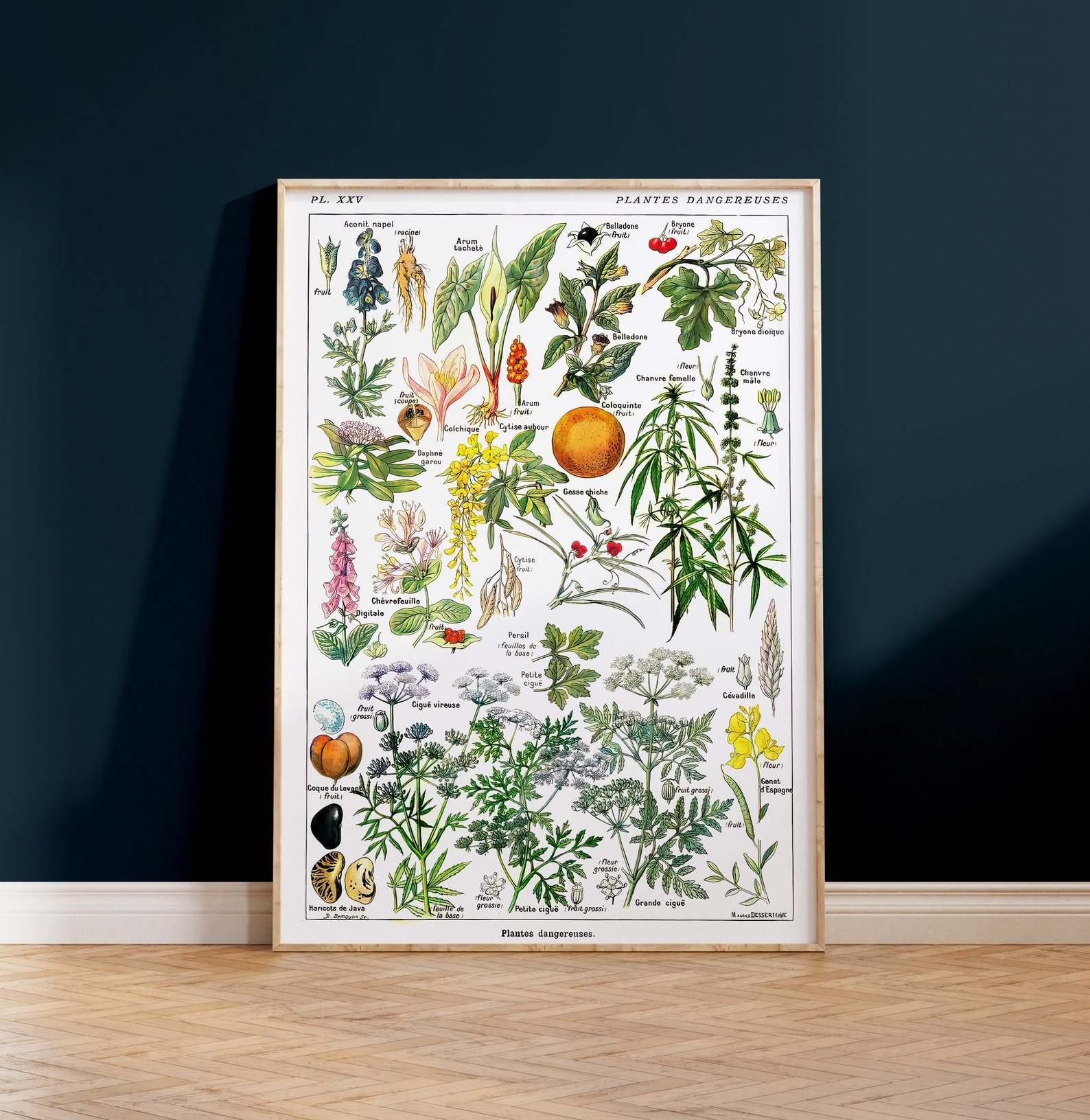 Printable Dangerous Plants Poster | Poisonous Plants Illustration ...