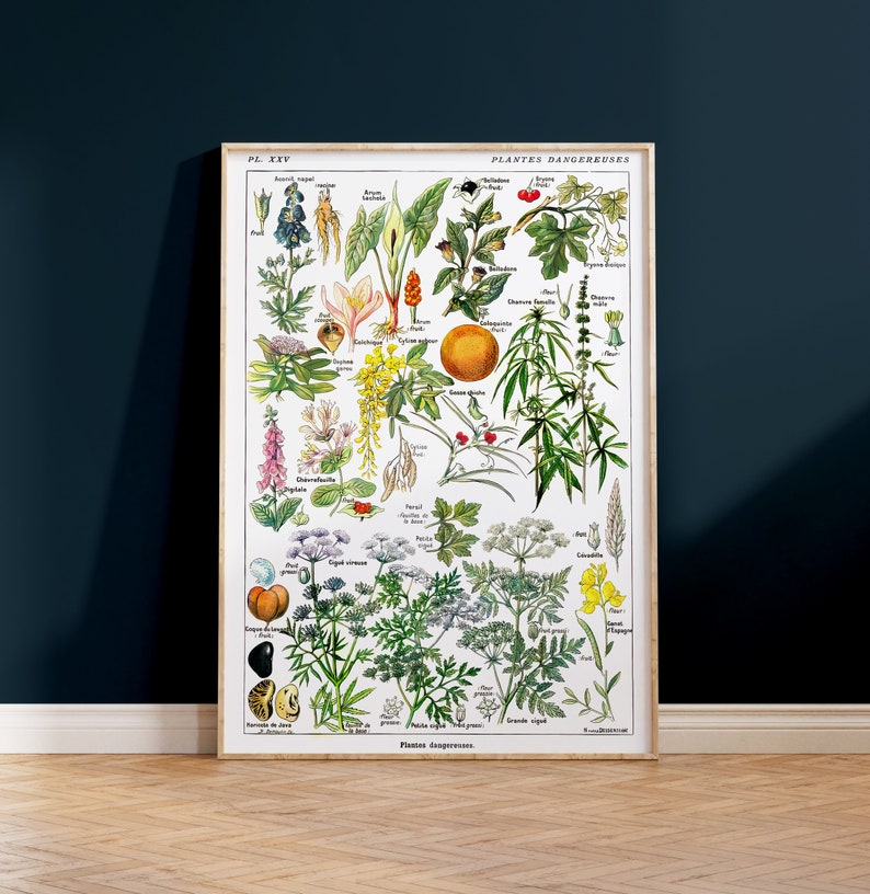 Printable Dangerous Plants Poster | Poisonous Plants Illustration ...