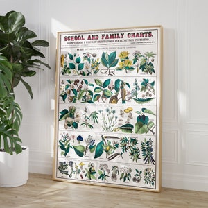 Printable Vintage Botanical Chart | Digital Download | Educational ...