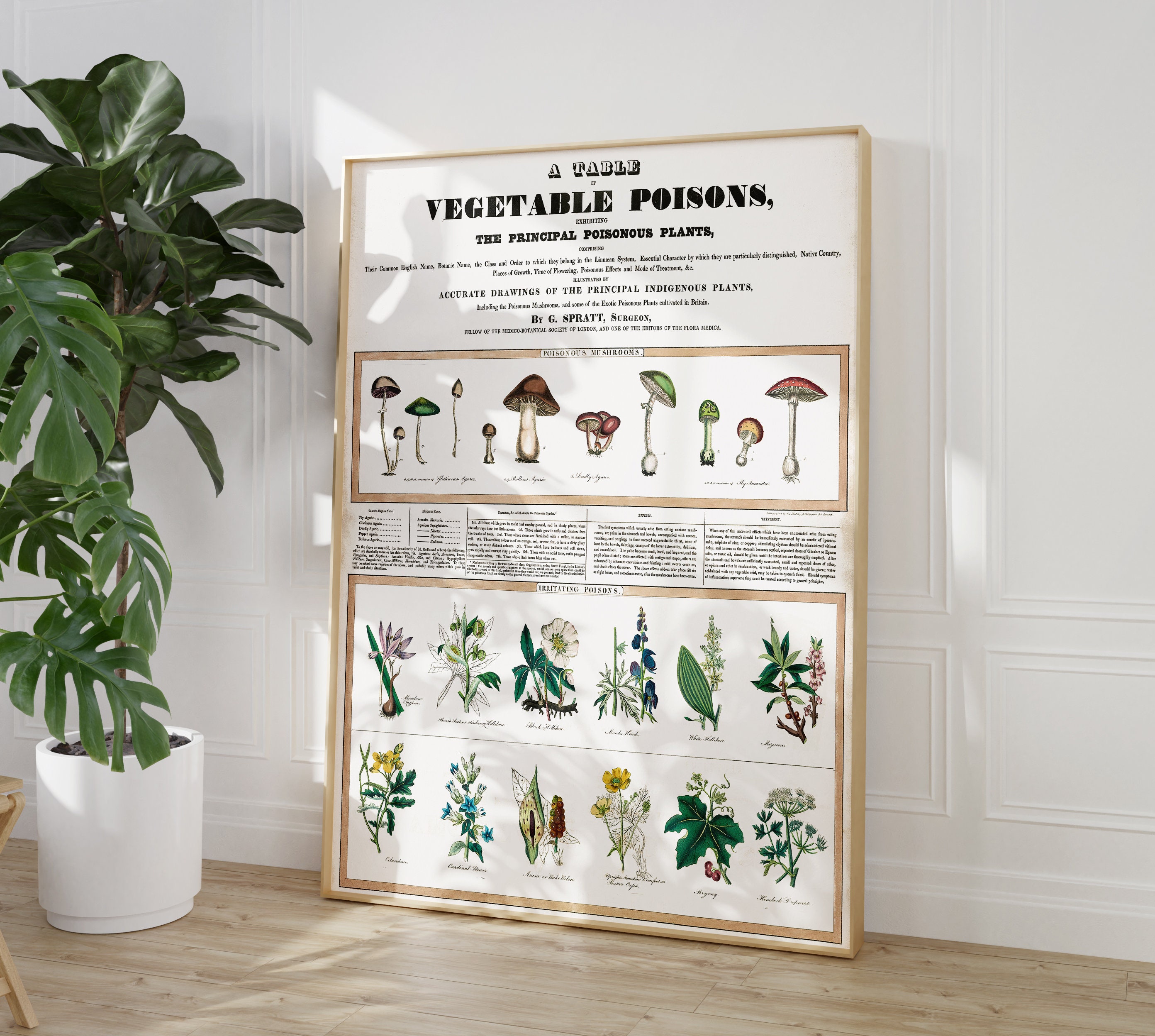 Poisonous Plants Chart Printable Digital Download Mushroom Art Prints ...