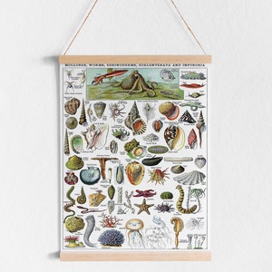 Printable Ocean Marine Life Print | Digital Download | Vintage ...