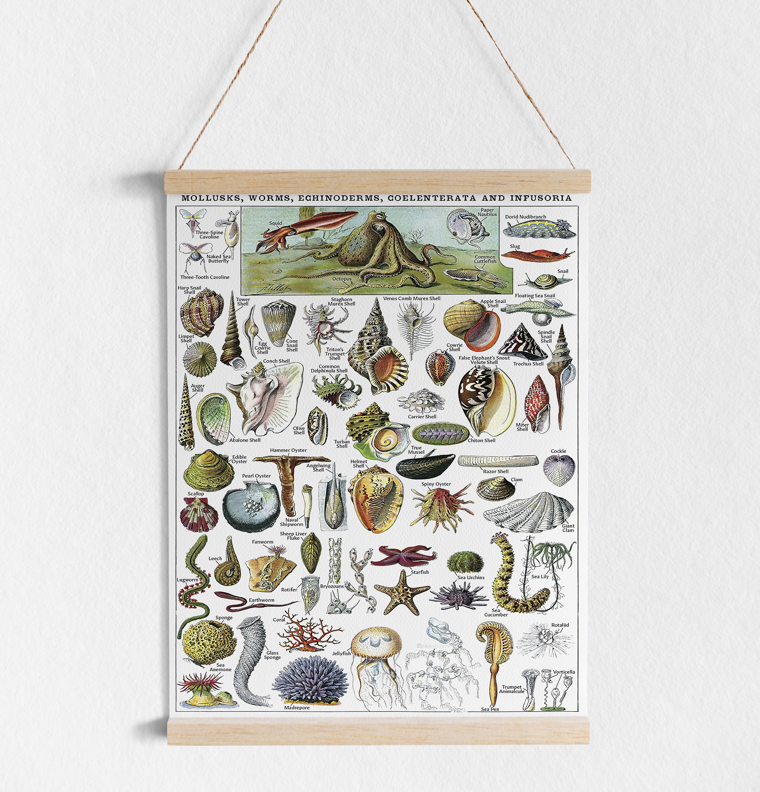 Printable Ocean Marine Life Print | Digital Download | Vintage ...
