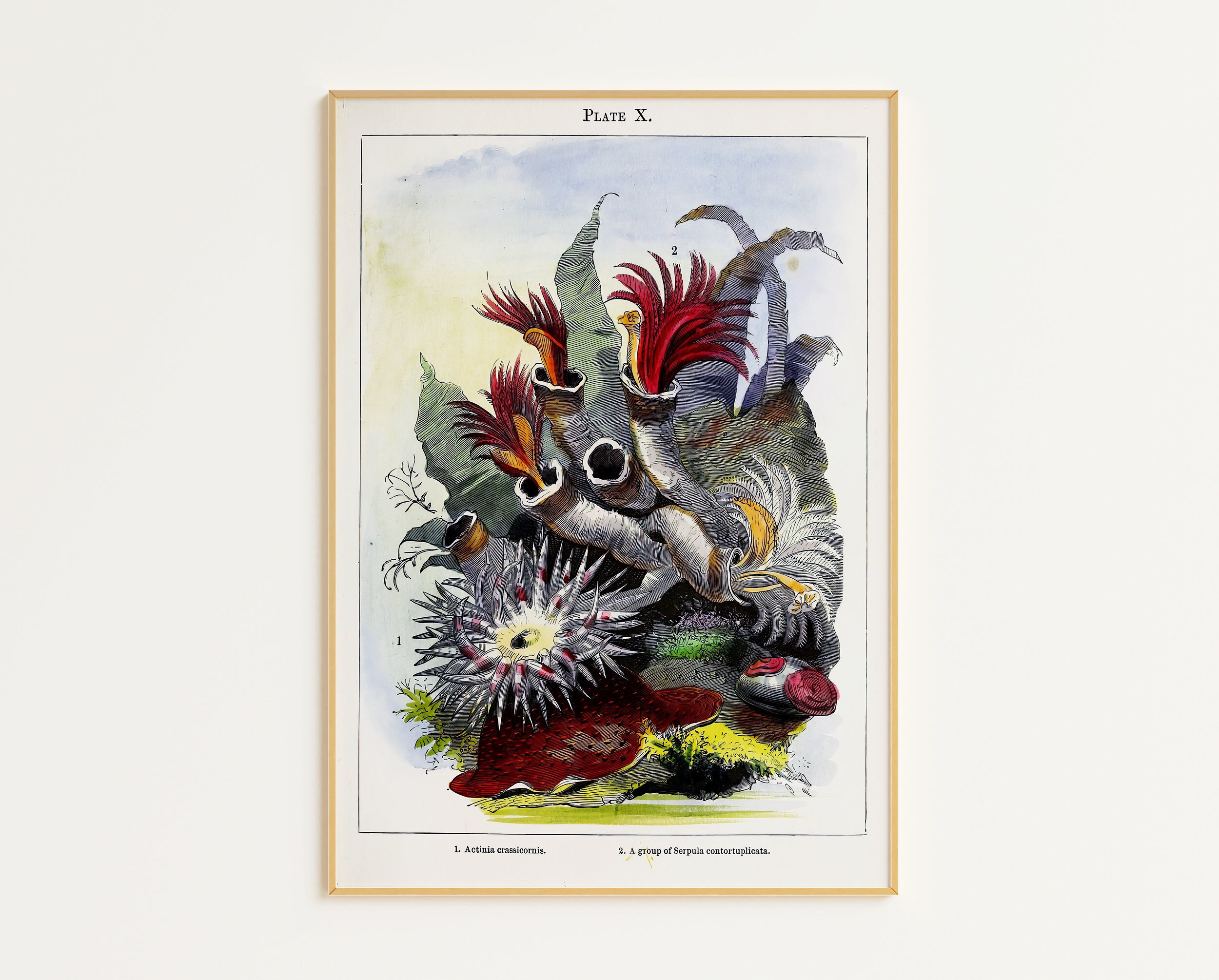 Printable Aquatic Plants Print Digital Download Vintage Ocean Print ...