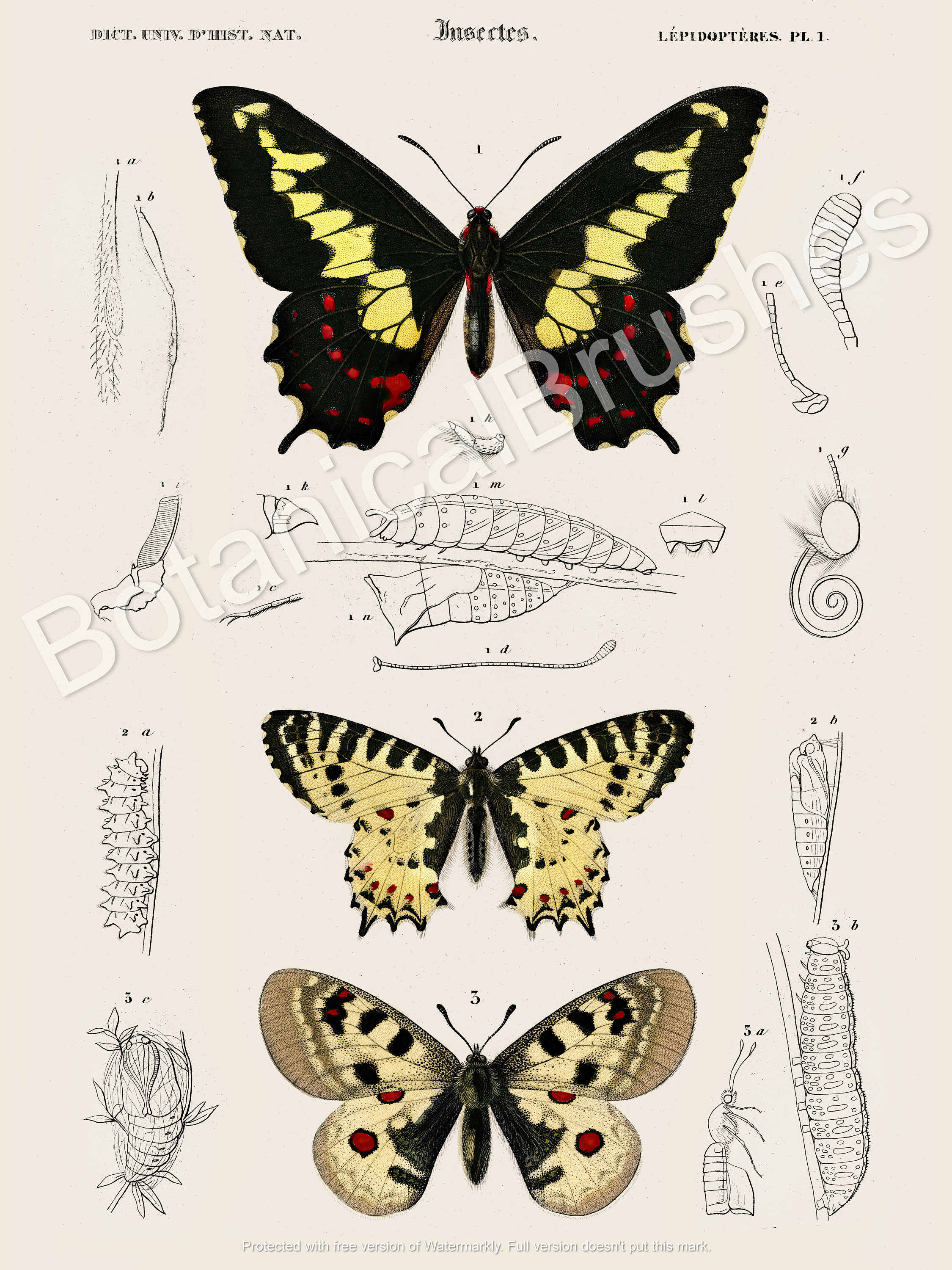 Printable Butterfly Wall Decor, Set of 3 Wall Art, Vintage Butterfly ...