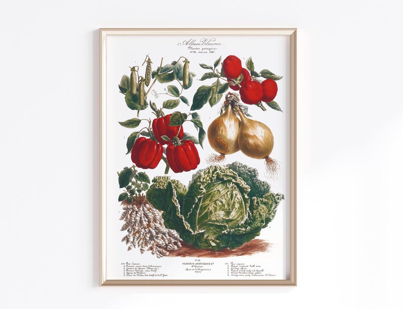 Printable Vegetable Art Set of 6 Digital Download - Etsy