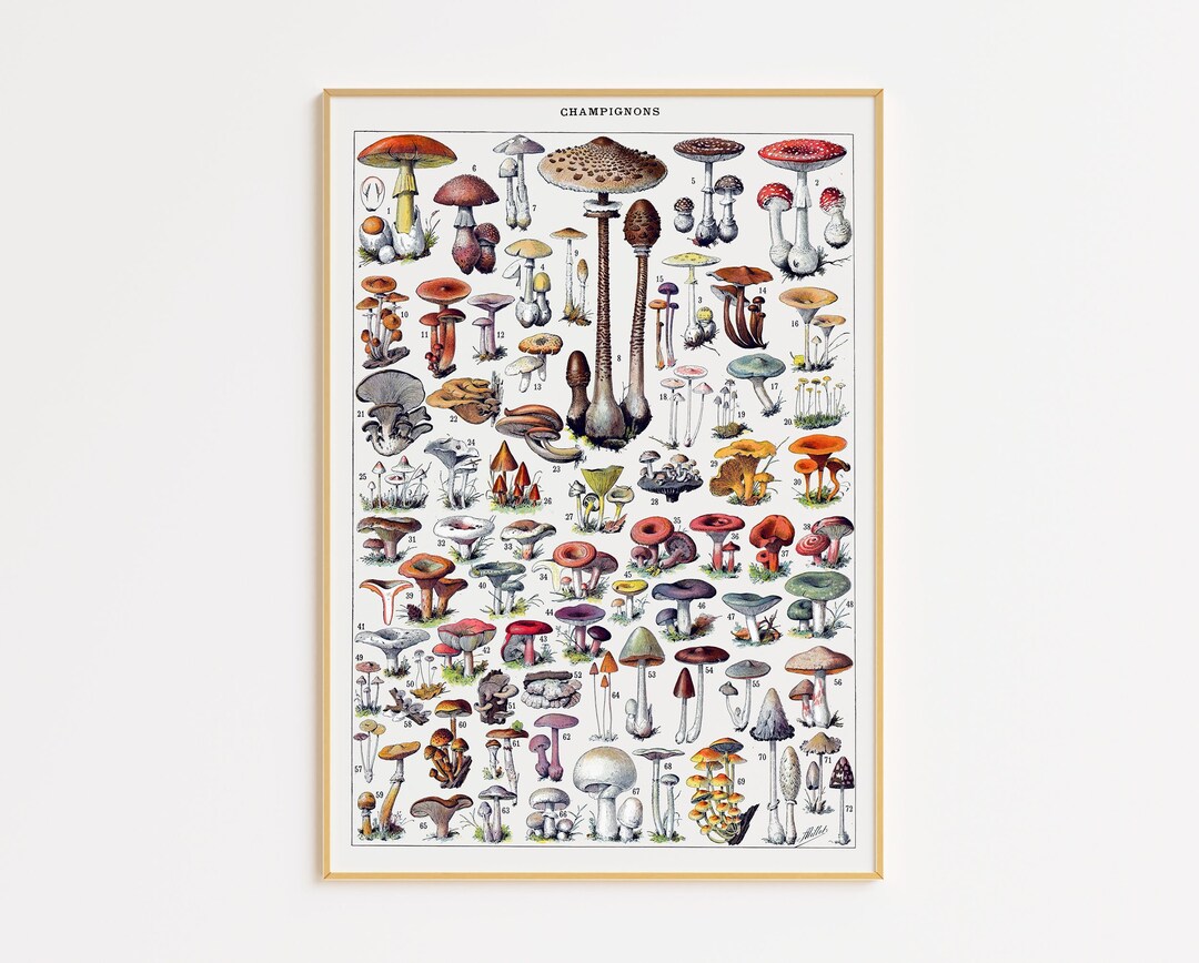 Vintage Mushroom Poster, Printable Mushroom Wall Art, Botanical Wall ...