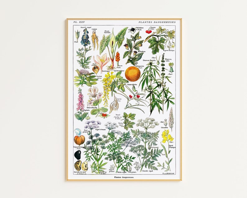 Printable Dangerous Plants Poster | Poisonous Plants Illustration ...