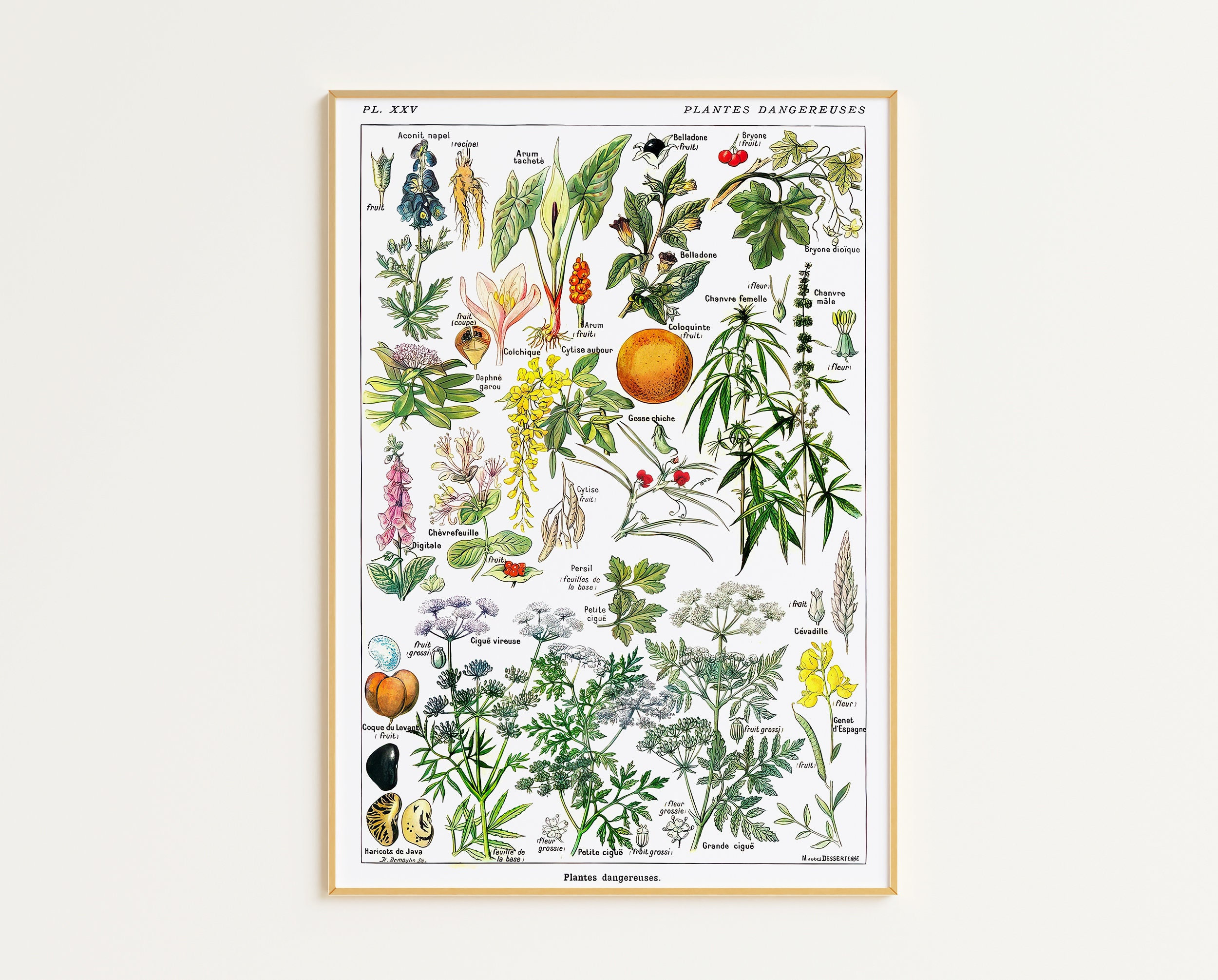 Printable Dangerous Plants Poster | Poisonous Plants Illustration ...