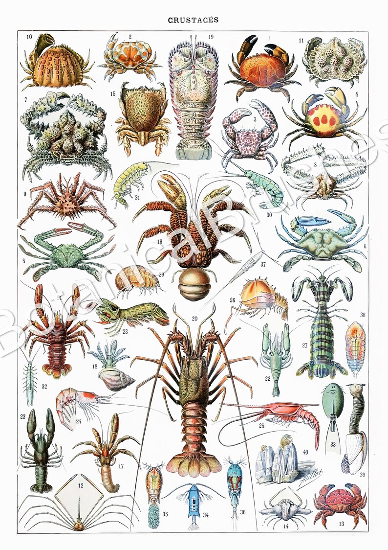 Printable Sealife Art Print | Digital Download | Adolphe Millot Poster ...
