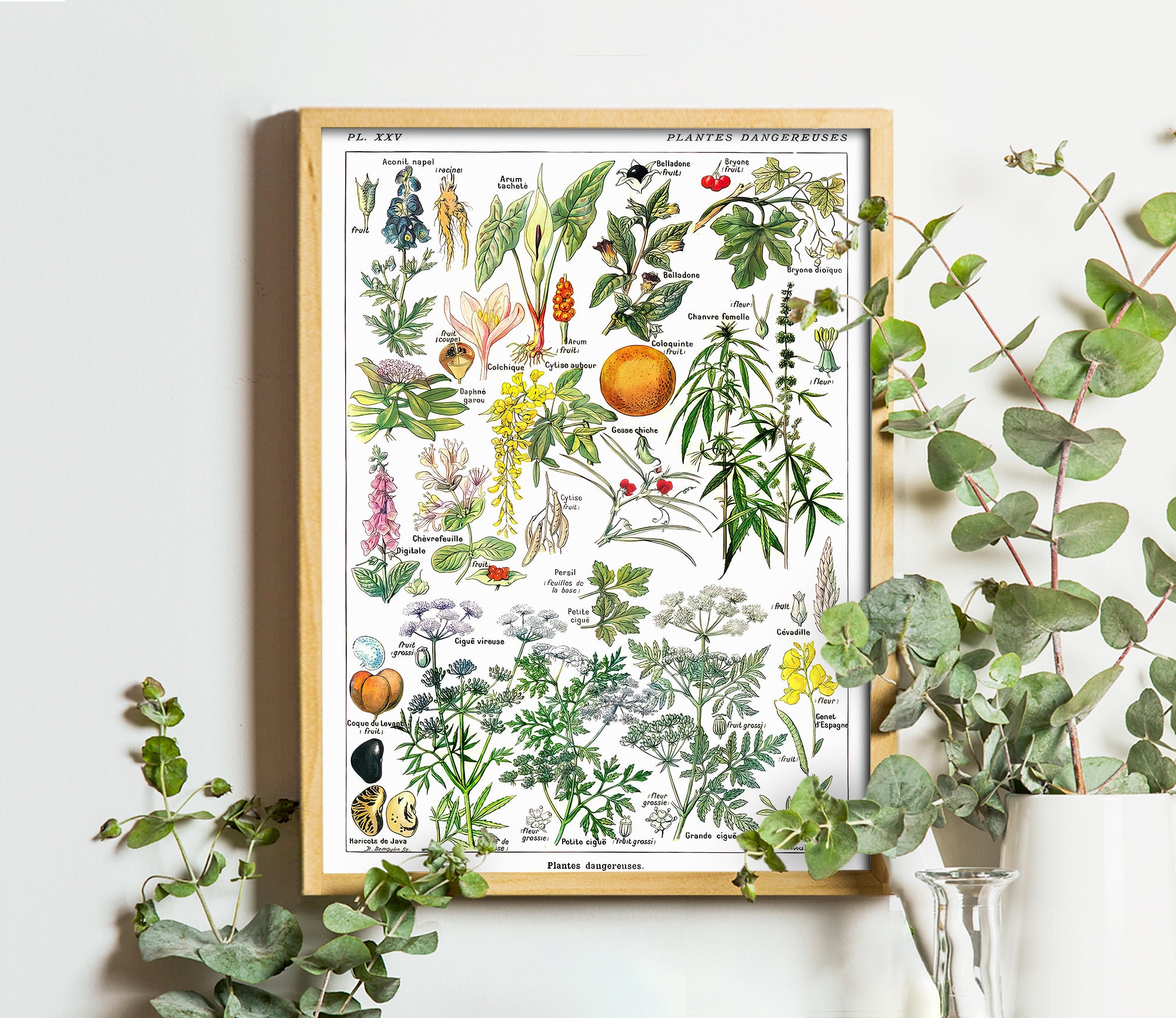 Printable Dangerous Plants Poster | Poisonous Plants Illustration ...