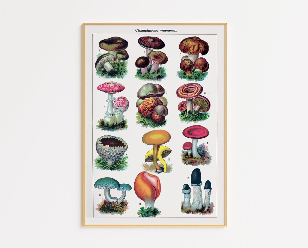Printable Mushroom Poster | Vintage Mushroom Art Print | Digital ...