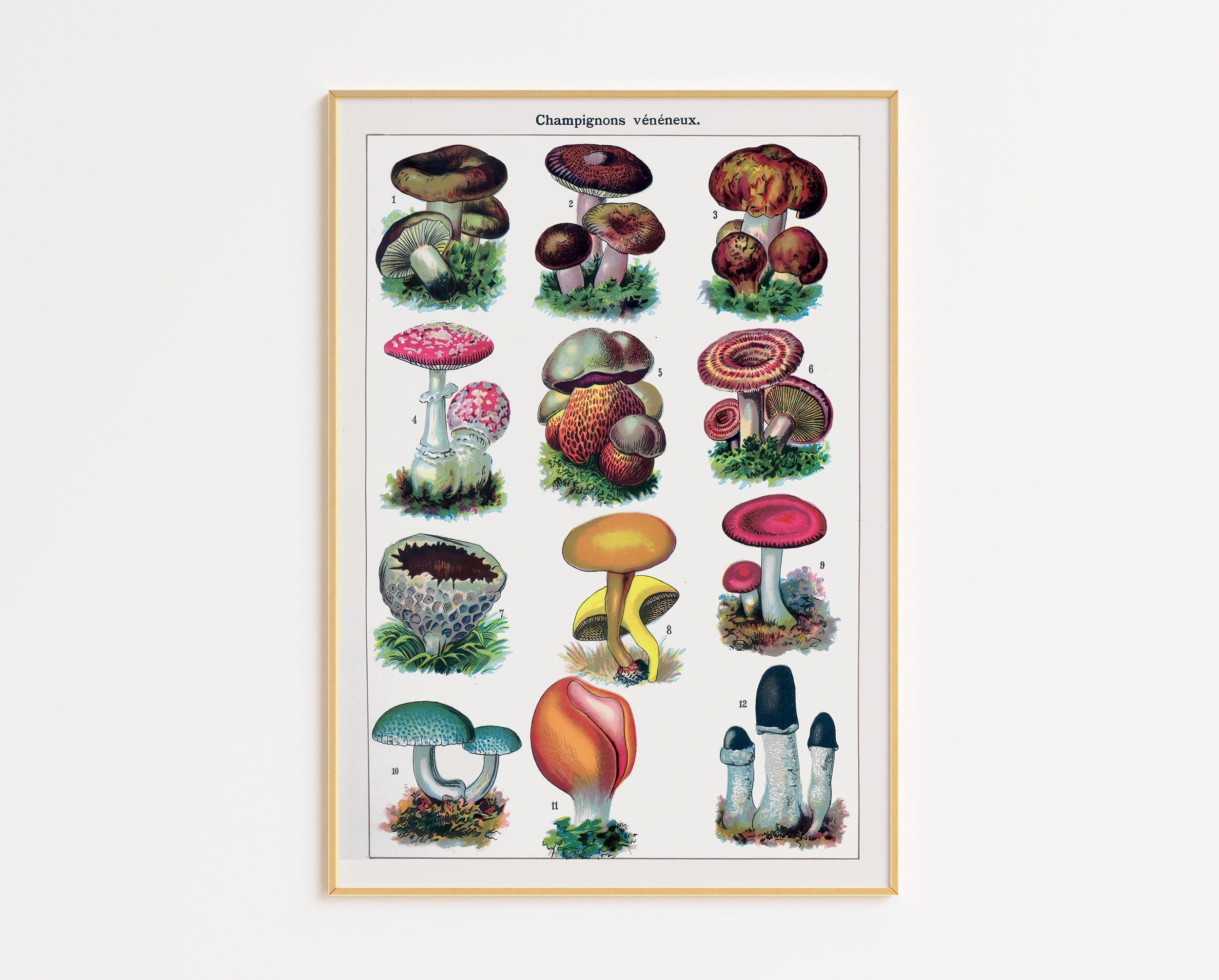 Printable Mushroom Poster Vintage Mushroom Art Print Digital Download ...