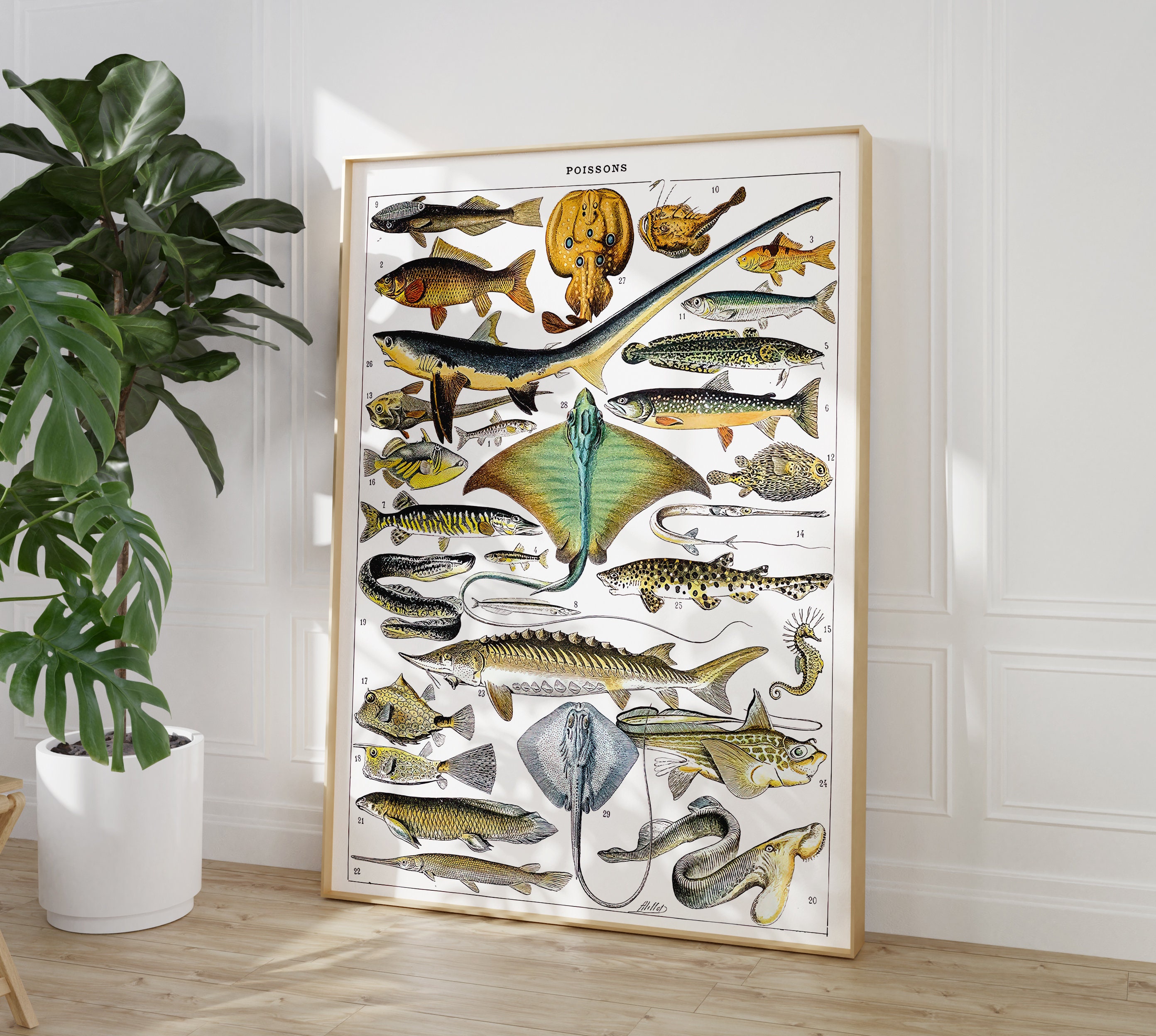 Printable Vintage Sealife Print Adolphe Millot Poster Marine Biology ...