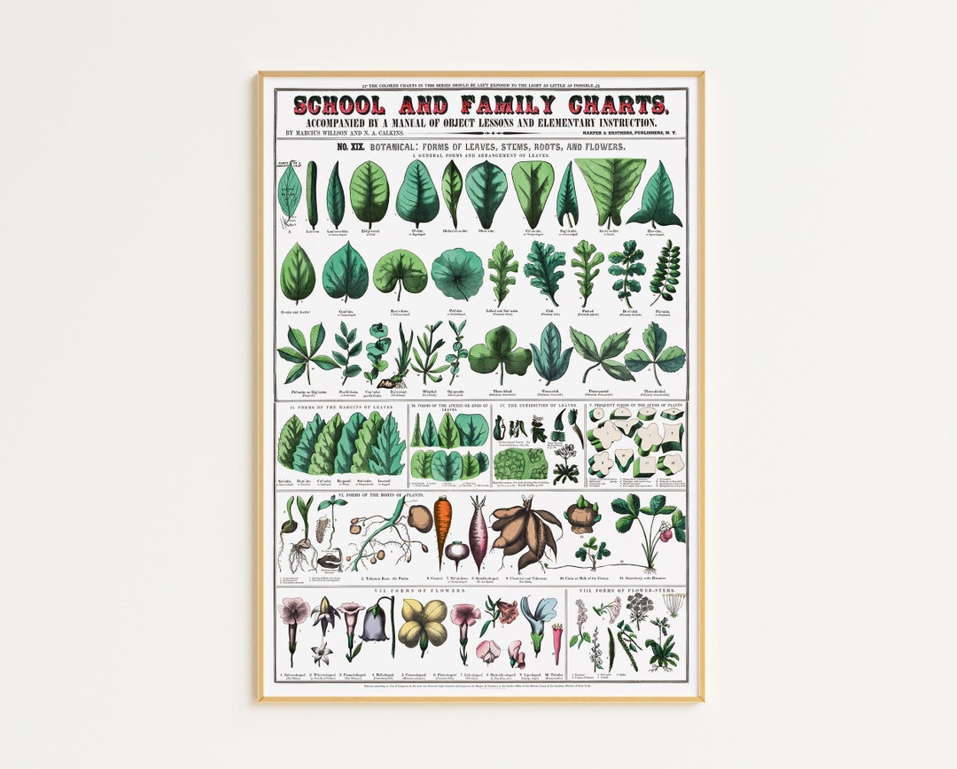Printable Vintage Botanical Chart | Digital Download | Vintage ...