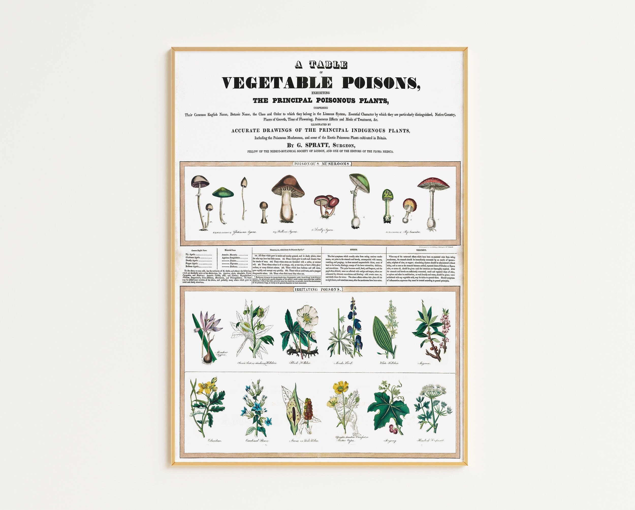 Poisonous Plants Chart Printable Digital Download Mushroom Art Prints ...