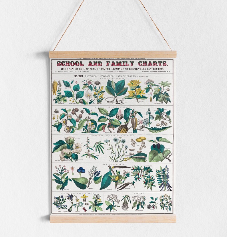 Printable Vintage Botanical Chart Digital Download - Etsy