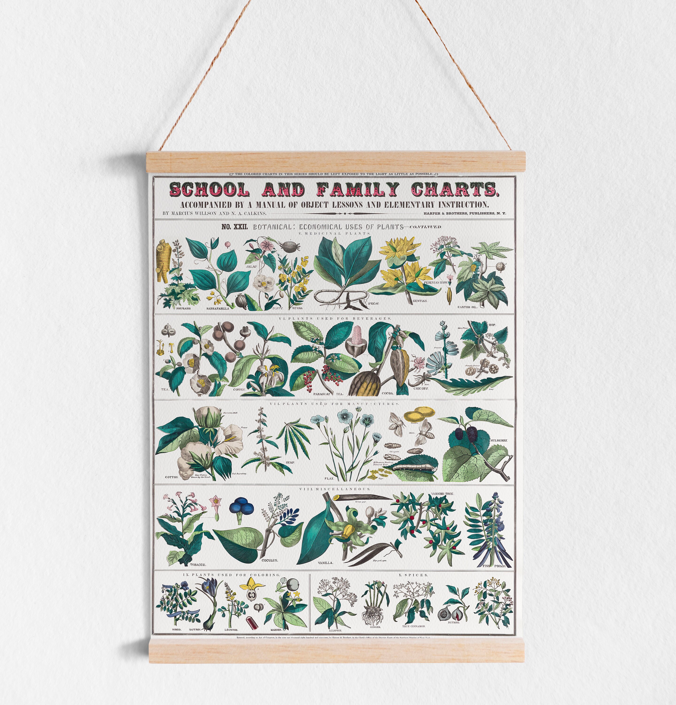 Printable Vintage Botanical Chart Digital Download Educational Posters ...