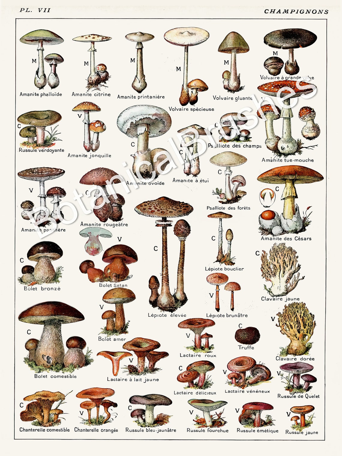 Printable Mushroom Poster | Vintage Mushroom Art Print | Mushroom Wall ...