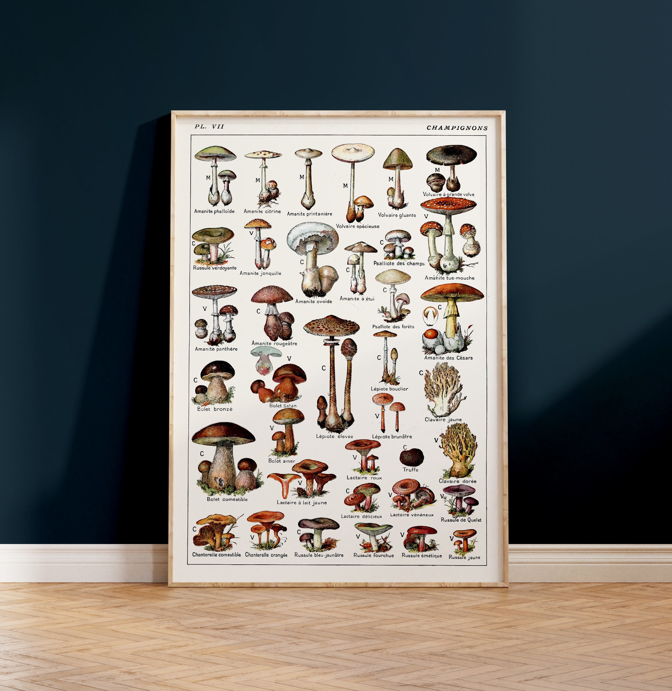 Printable Mushroom Poster | Vintage Mushroom Art Print | Mushroom Wall ...