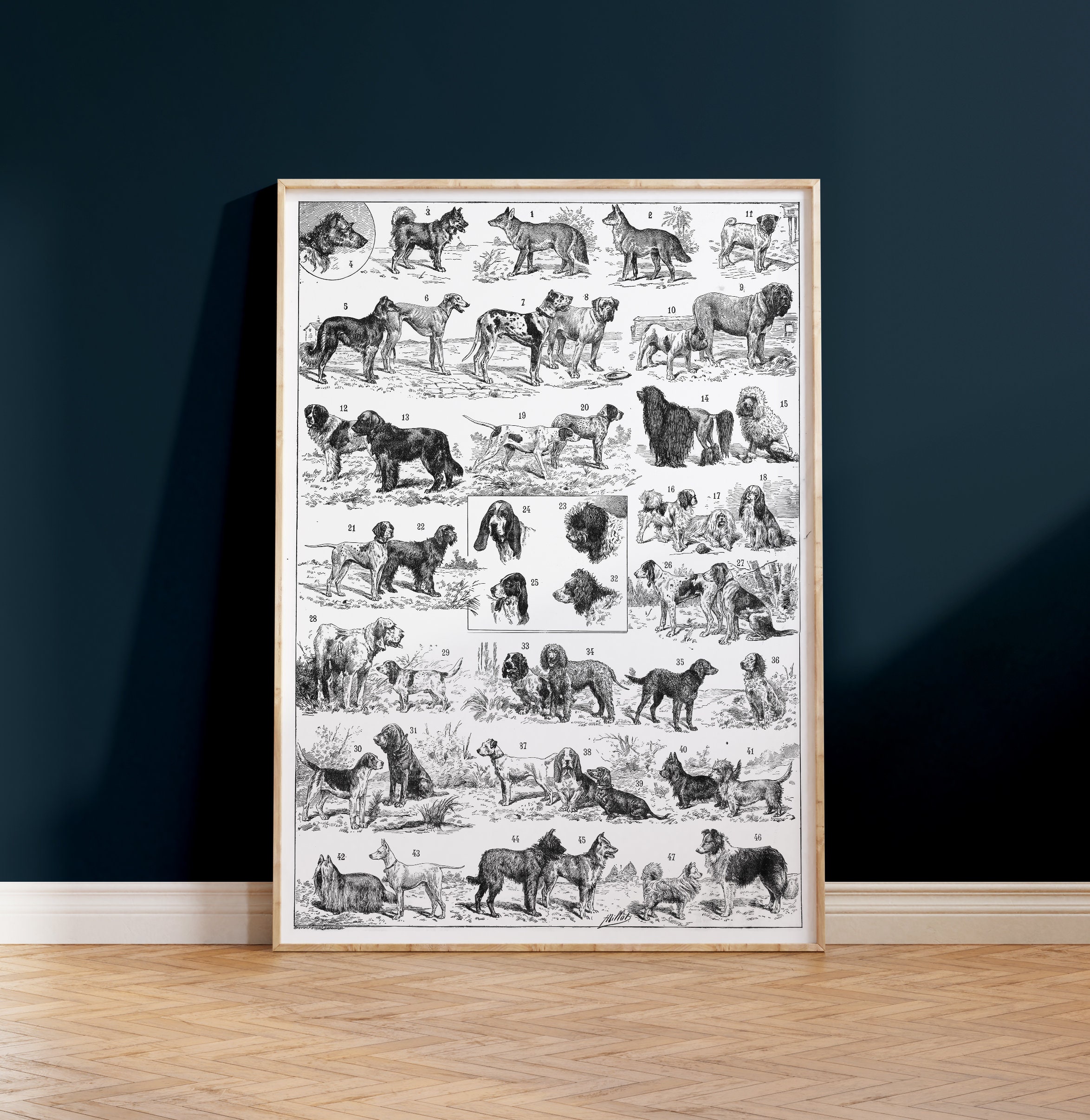 Antique Dog Breeds Printable Poster Digital Download Dog Breeds Print ...